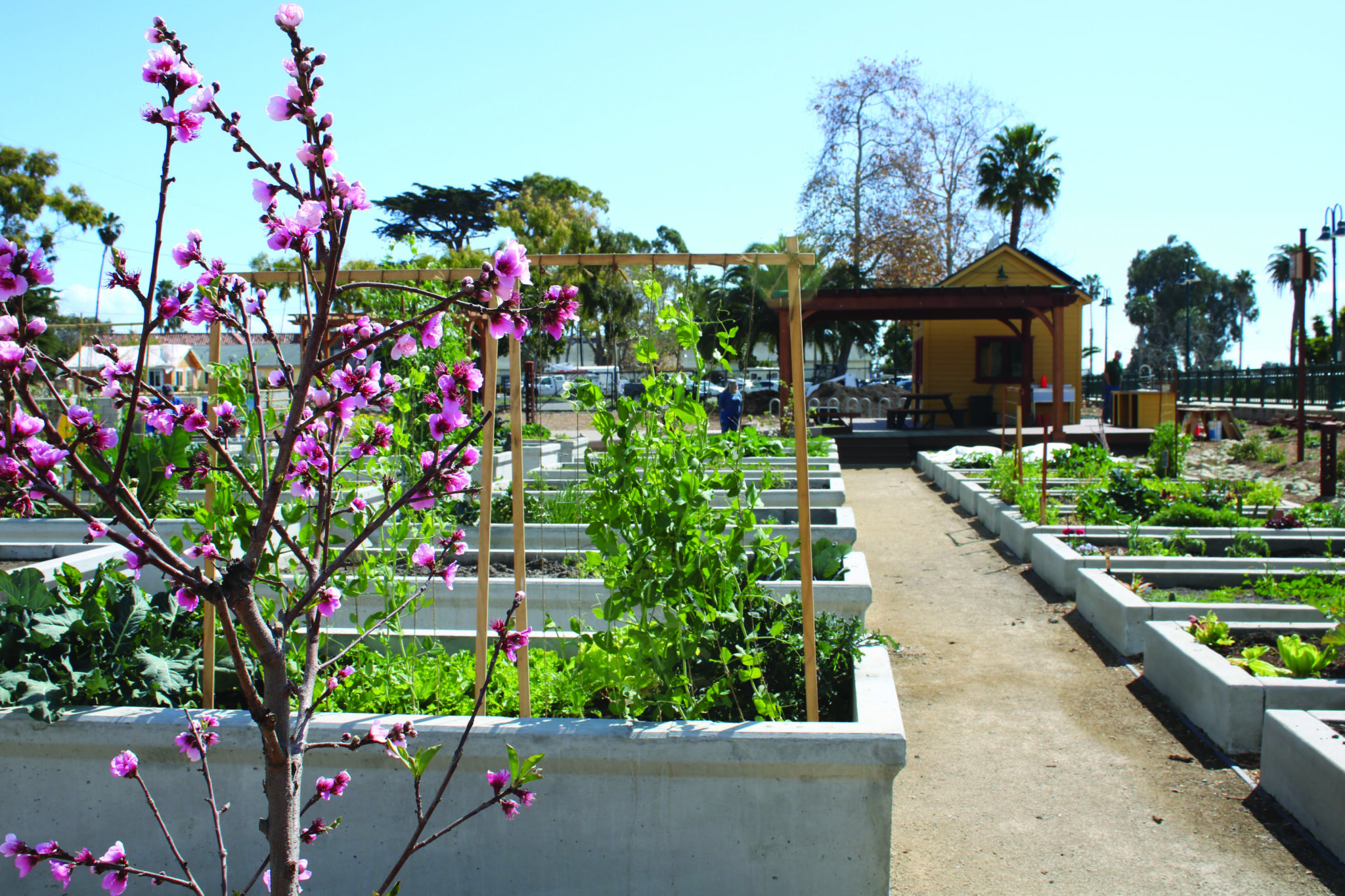 Parks, Recreation & Community Services Department - City of Carpinteria